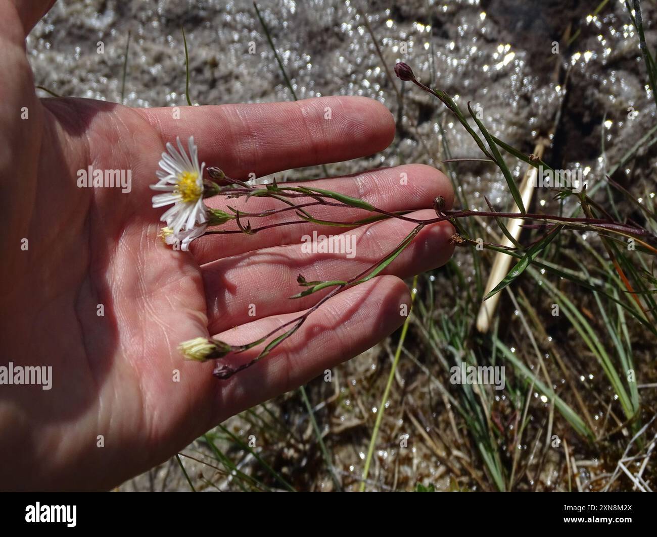 northern bog aster (Symphyotrichum boreale) Plantae Stock Photo - Alamy