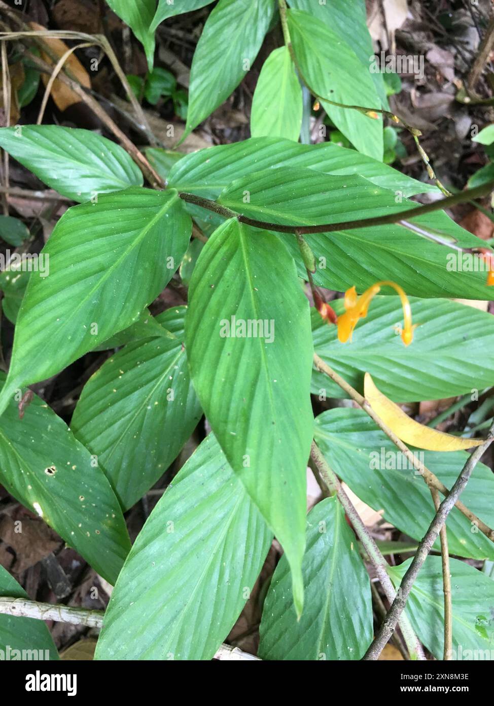 (Globba pendula) Plantae Stock Photo - Alamy