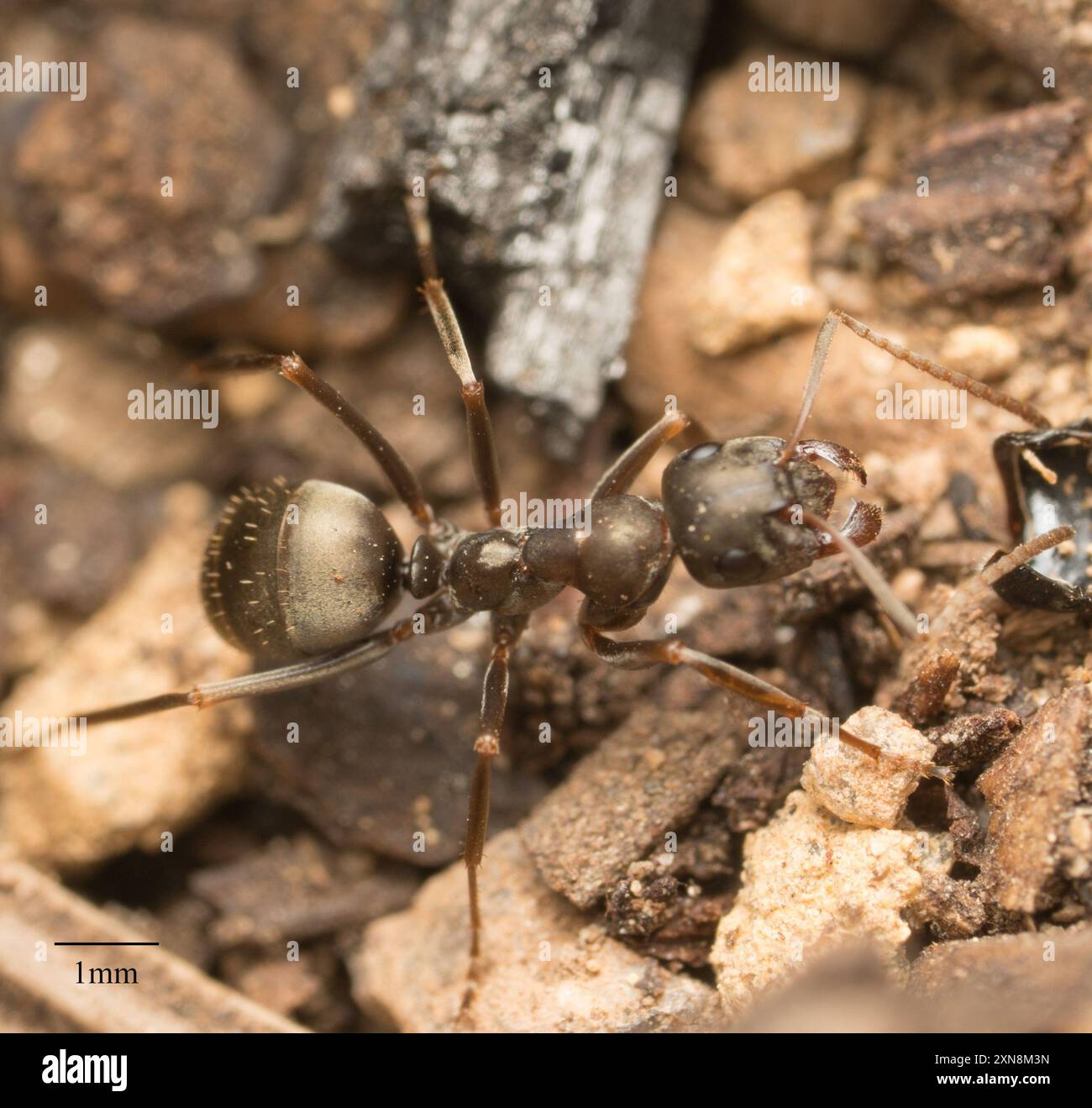 fusca-group Field Ants and Allies (Formica fusca) Insecta Stock Photo ...