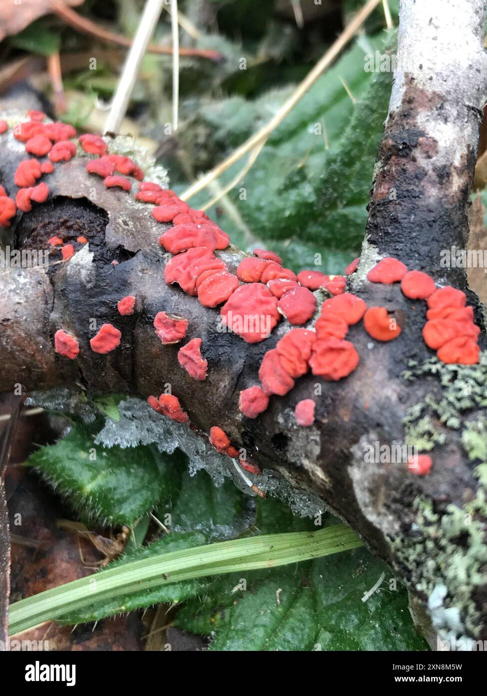 Red Tree Brain Fungus (Peniophora rufa) Fungi Stock Photo - Alamy