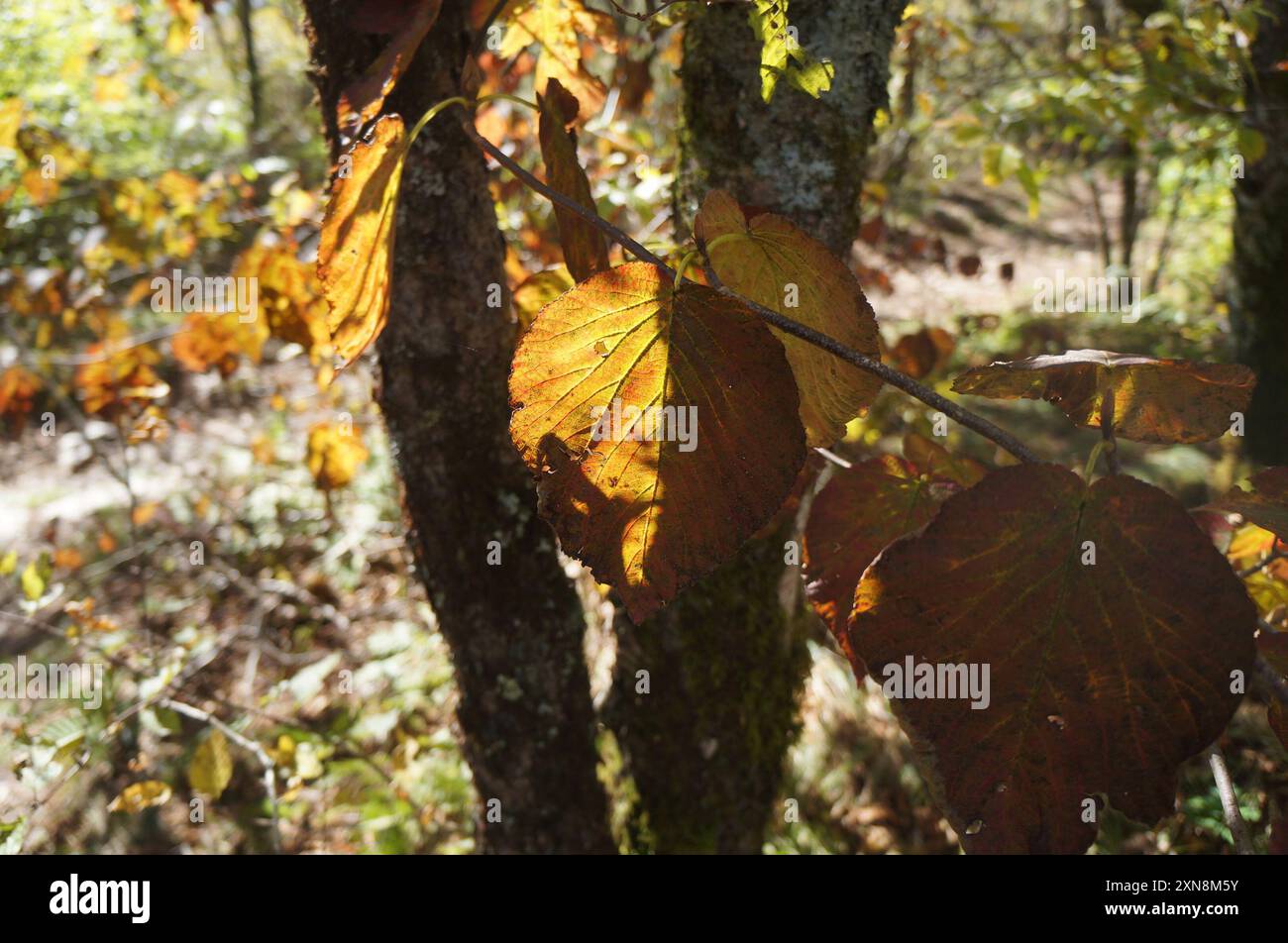 hobblebush (Viburnum lantanoides) Plantae Stock Photo - Alamy