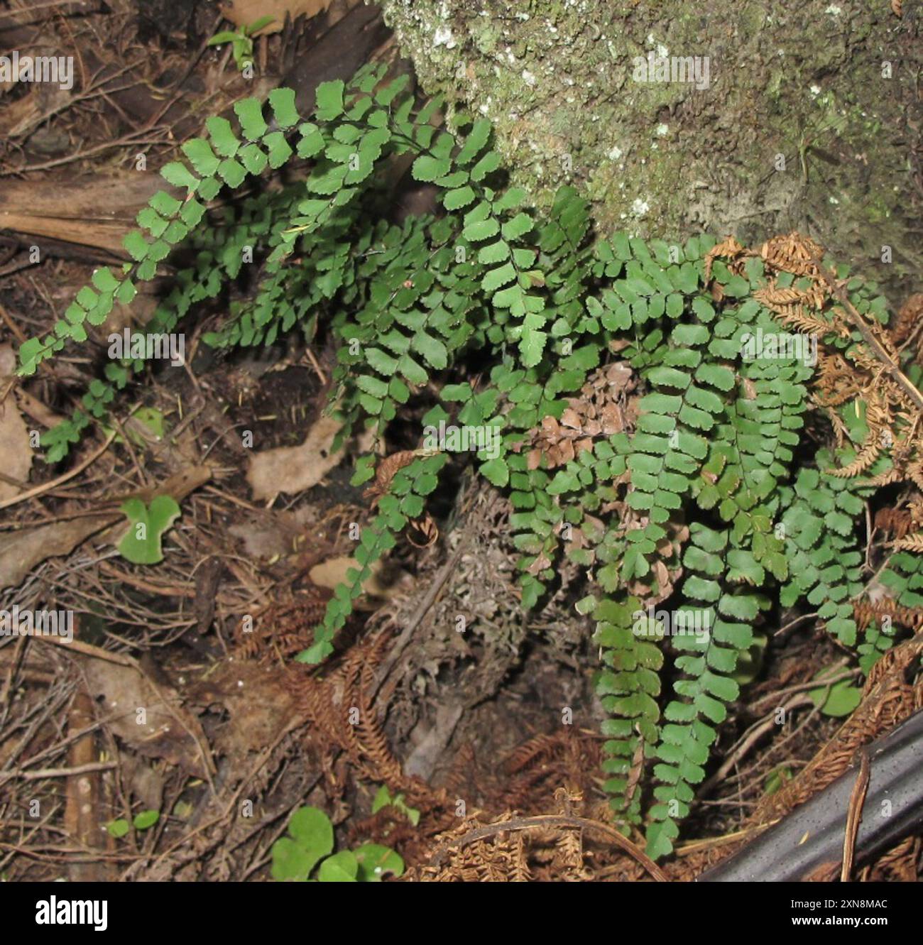 Cunningham's maidenhair (Adiantum cunninghamii) Plantae Stock Photo - Alamy