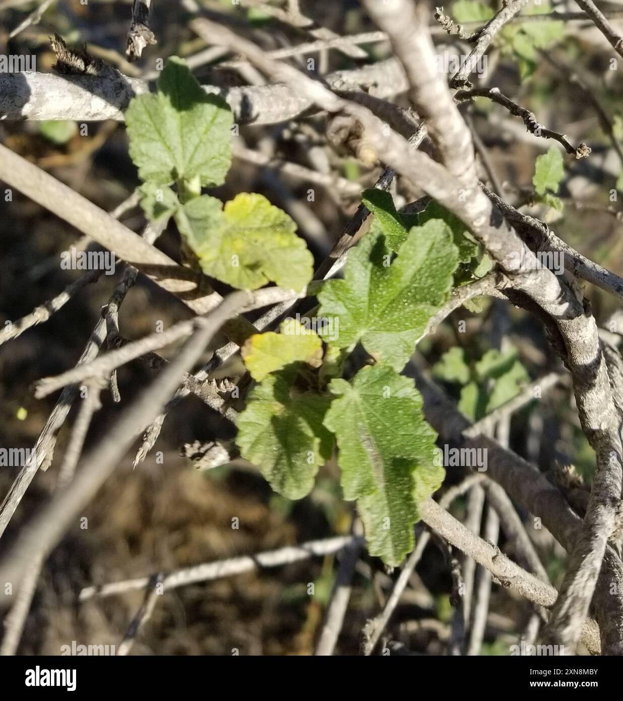 southern coastal bushmallow (Malacothamnus fasciculatus) Plantae Stock ...