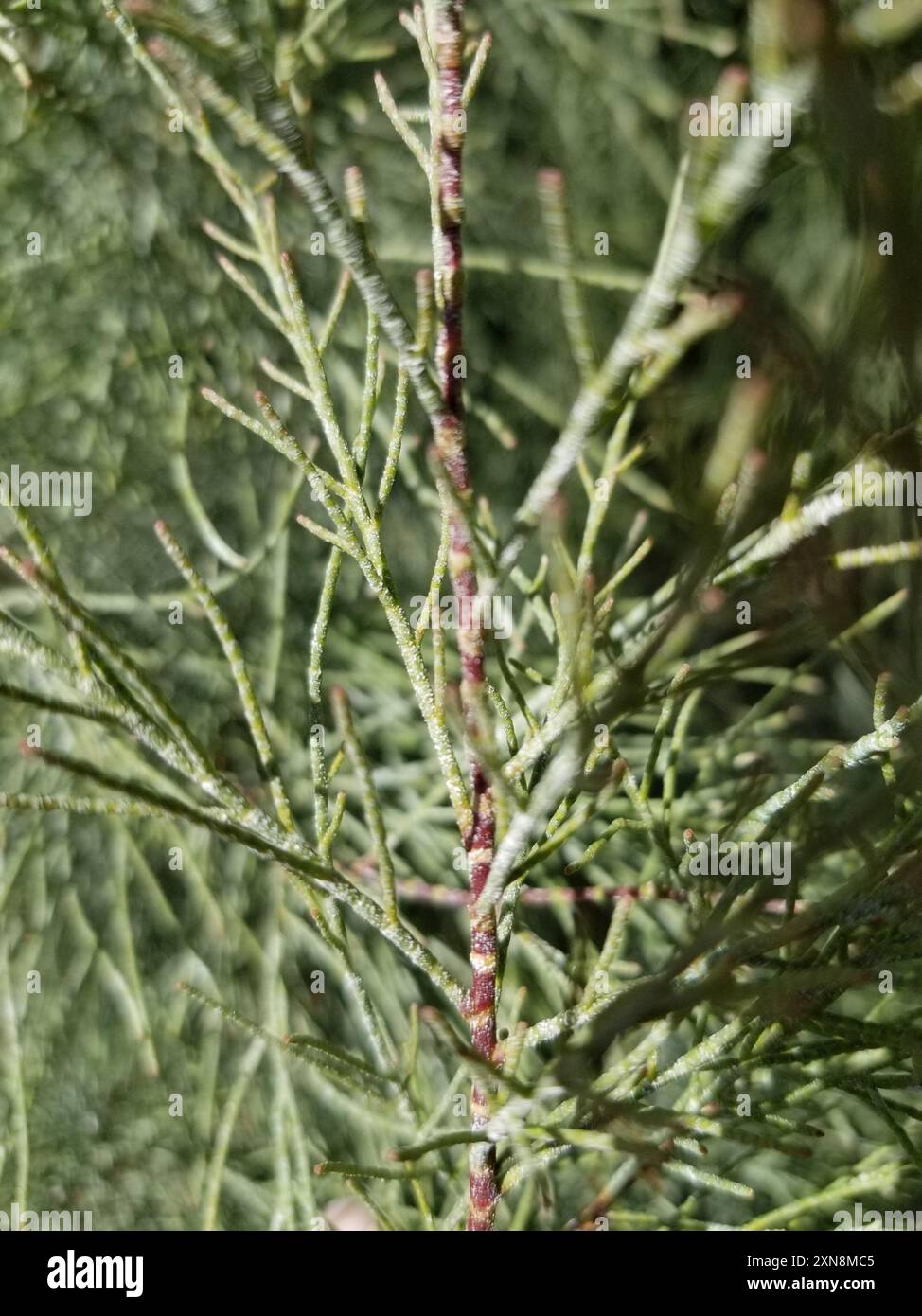 athel tamarisk (Tamarix aphylla) Plantae Stock Photo - Alamy