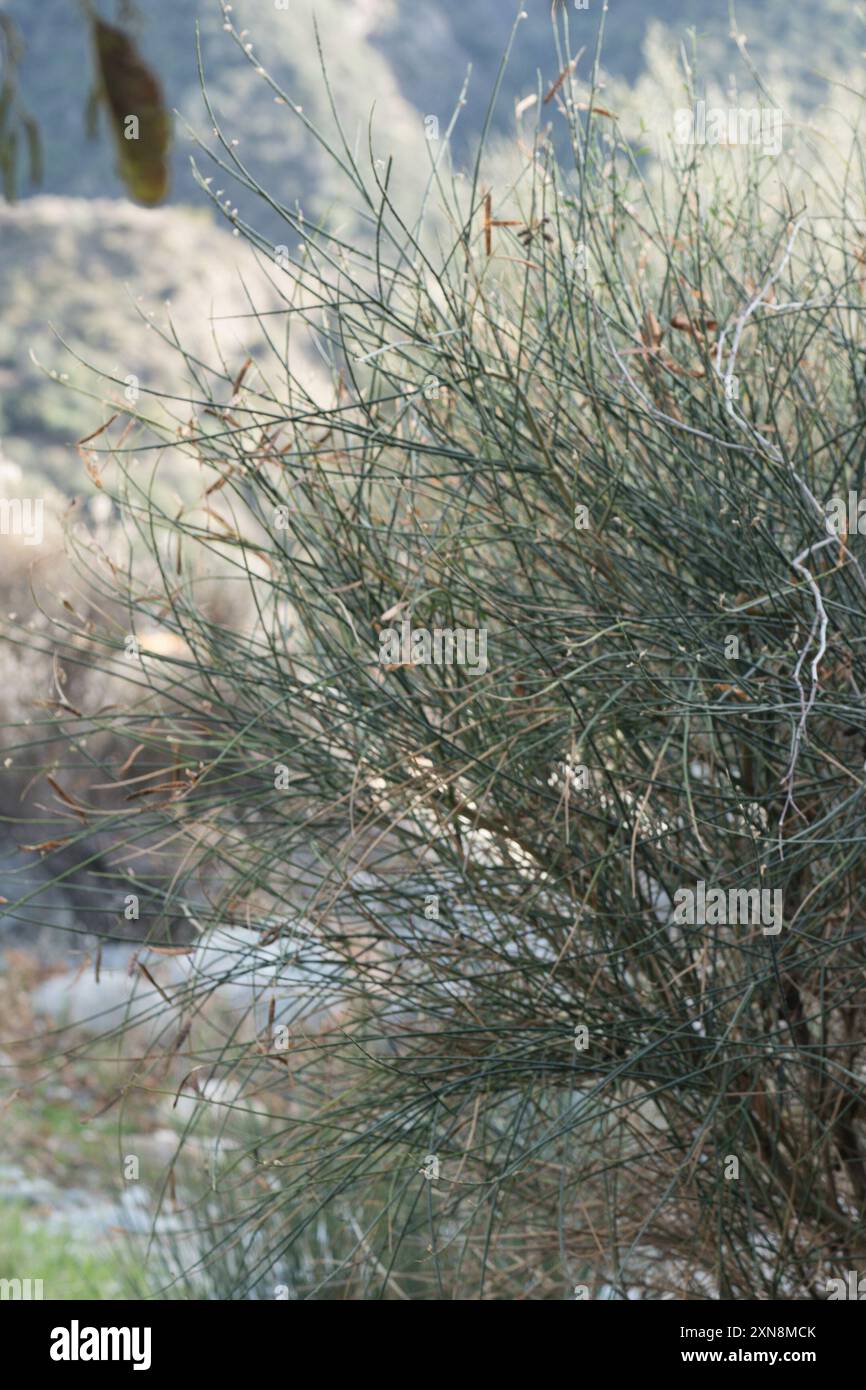 Spanish Broom (Spartium junceum) Plantae Stock Photo - Alamy
