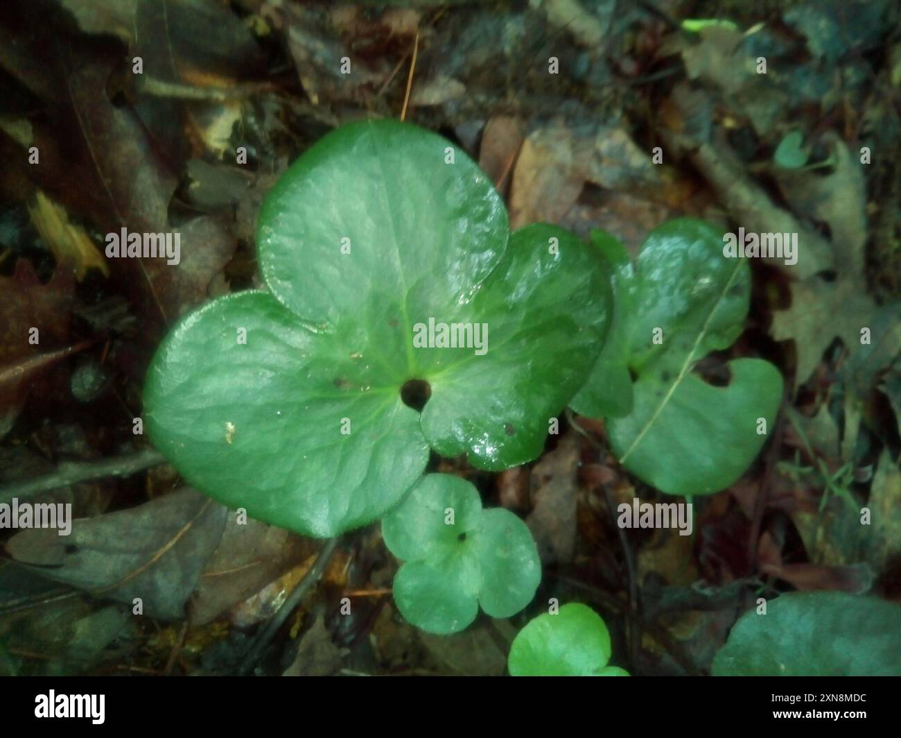 round-lobed hepatica (Hepatica americana) Plantae Stock Photo - Alamy
