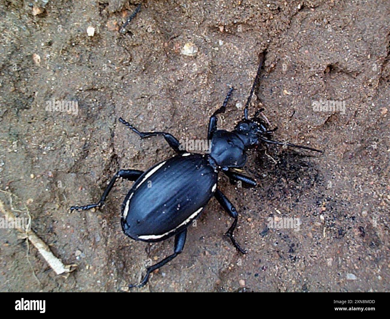 Twospot Ground Beetle (Anthia omoplata) Insecta Stock Photo - Alamy