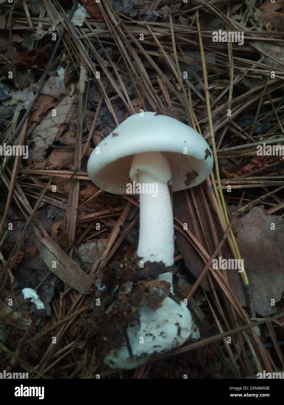 Eastern North American Destroying Angel (Amanita bisporigera) Fungi ...