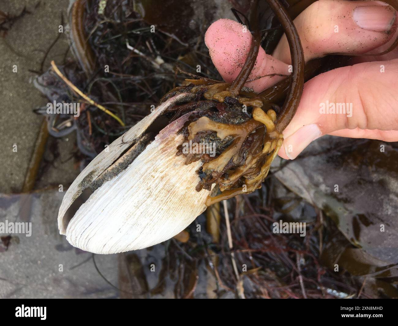 Boring Softshell Clam (Platyodon cancellatus) Mollusca Stock Photo - Alamy