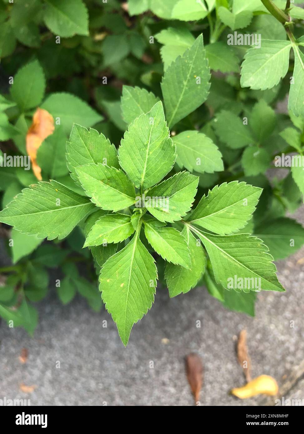 White beggarticks (Bidens alba) Plantae Stock Photo - Alamy