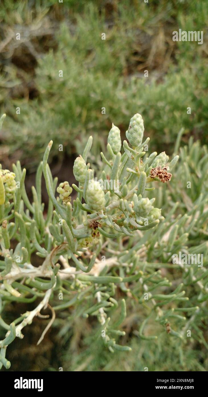Sarcobatus vermiculatus hi-res stock photography and images - Alamy