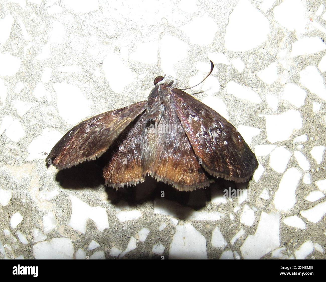 Owlet Moths and Allies (Noctuoidea) Insecta Stock Photo - Alamy