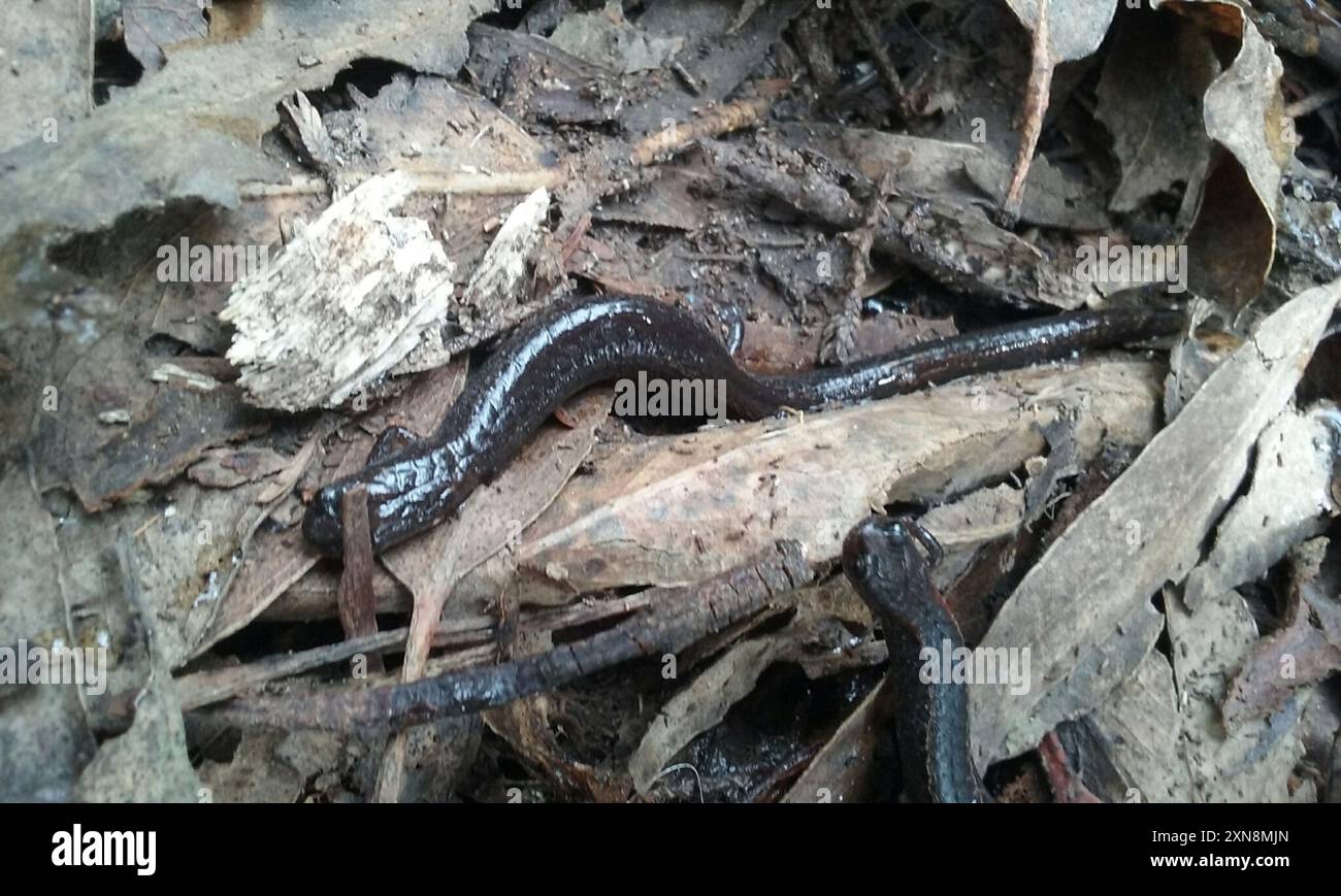 California Slender Salamander (Batrachoseps attenuatus) Amphibia Stock ...