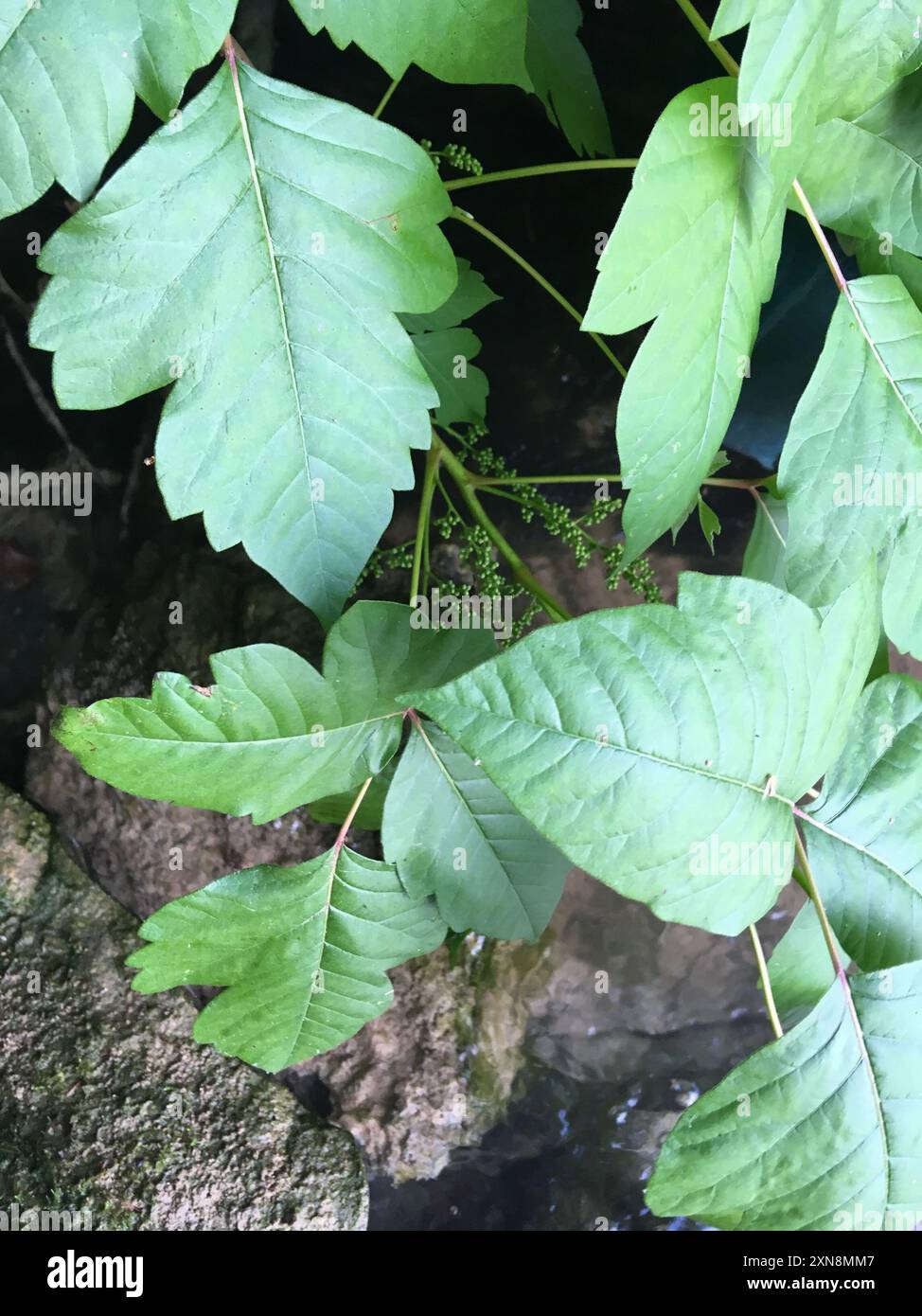 eastern poison ivy (Toxicodendron radicans) Plantae Stock Photo - Alamy