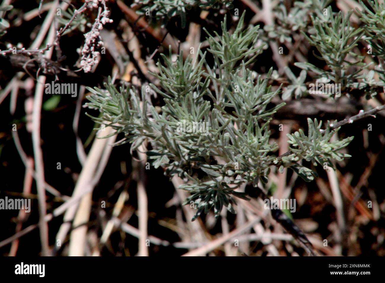 sand sagebrush (Artemisia filifolia) Plantae Stock Photo - Alamy