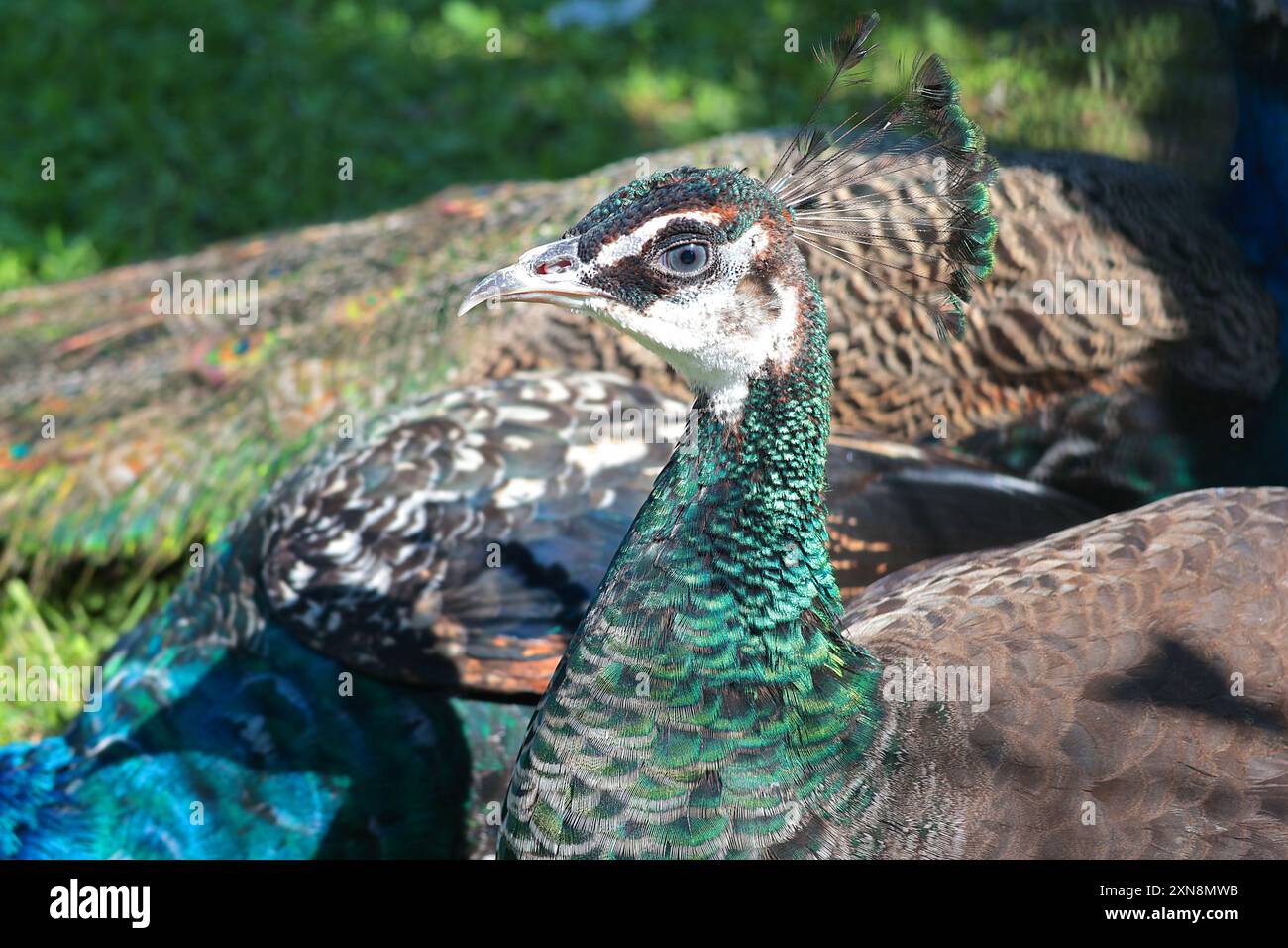 Beautiful picture peacock hi-res stock photography and images - Alamy