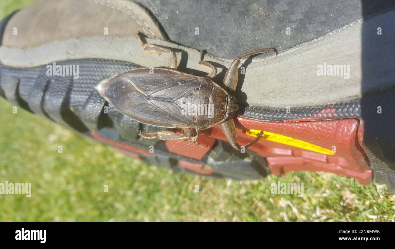 American Giant Water Bug (Lethocerus americanus) Insecta Stock Photo ...