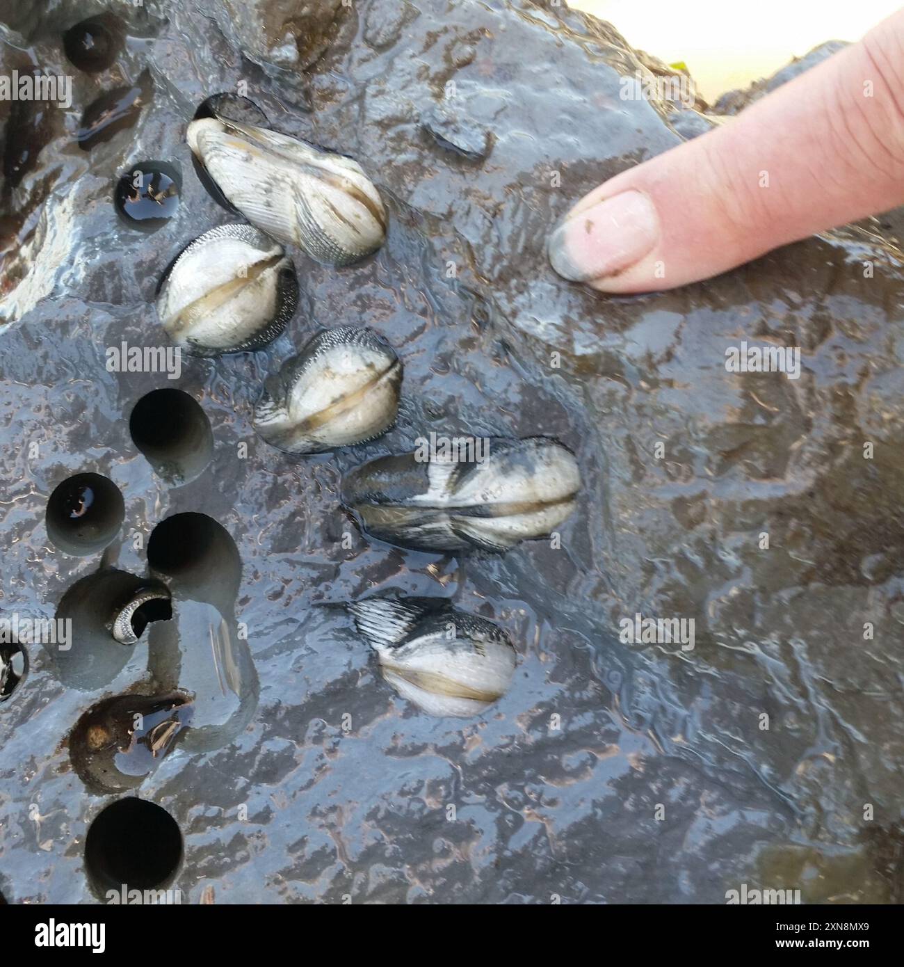 Piddocks and Angelwings (Pholadidae) Mollusca Stock Photo - Alamy