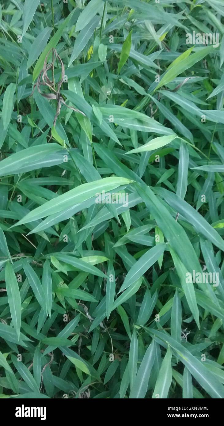 Japanese stiltgrass (Microstegium vimineum) Plantae Stock Photo - Alamy