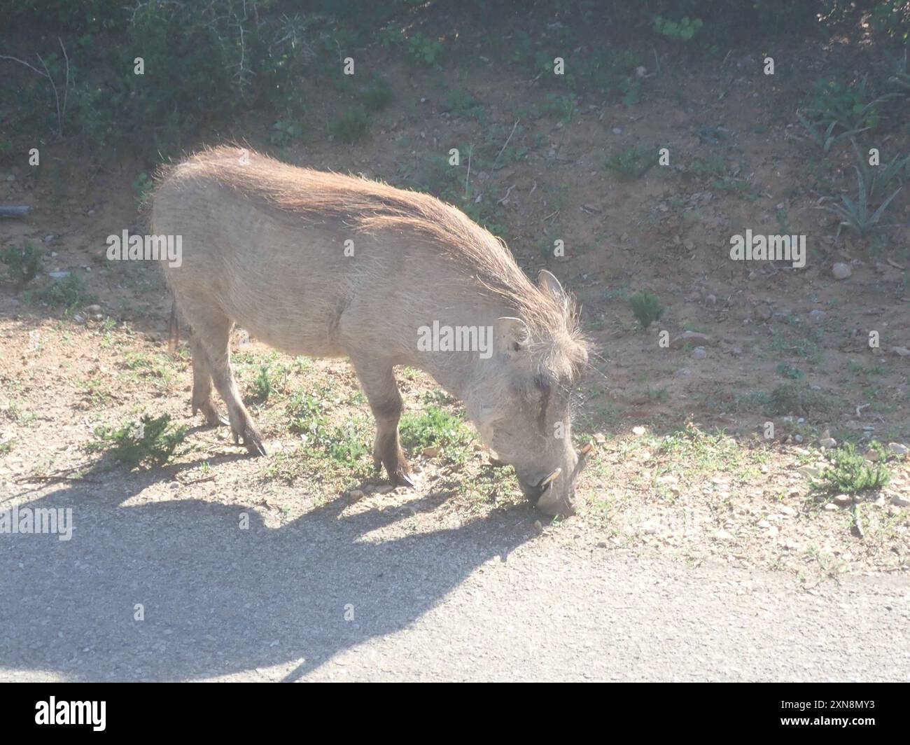 Southern Warthog (Phacochoerus africanus sundevallii) Mammalia Stock ...