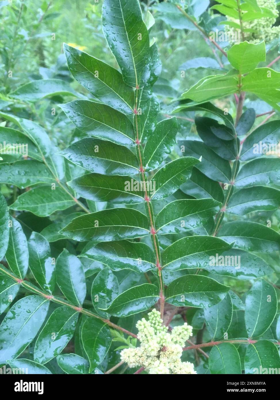shining sumac (Rhus copallinum) Plantae Stock Photo - Alamy
