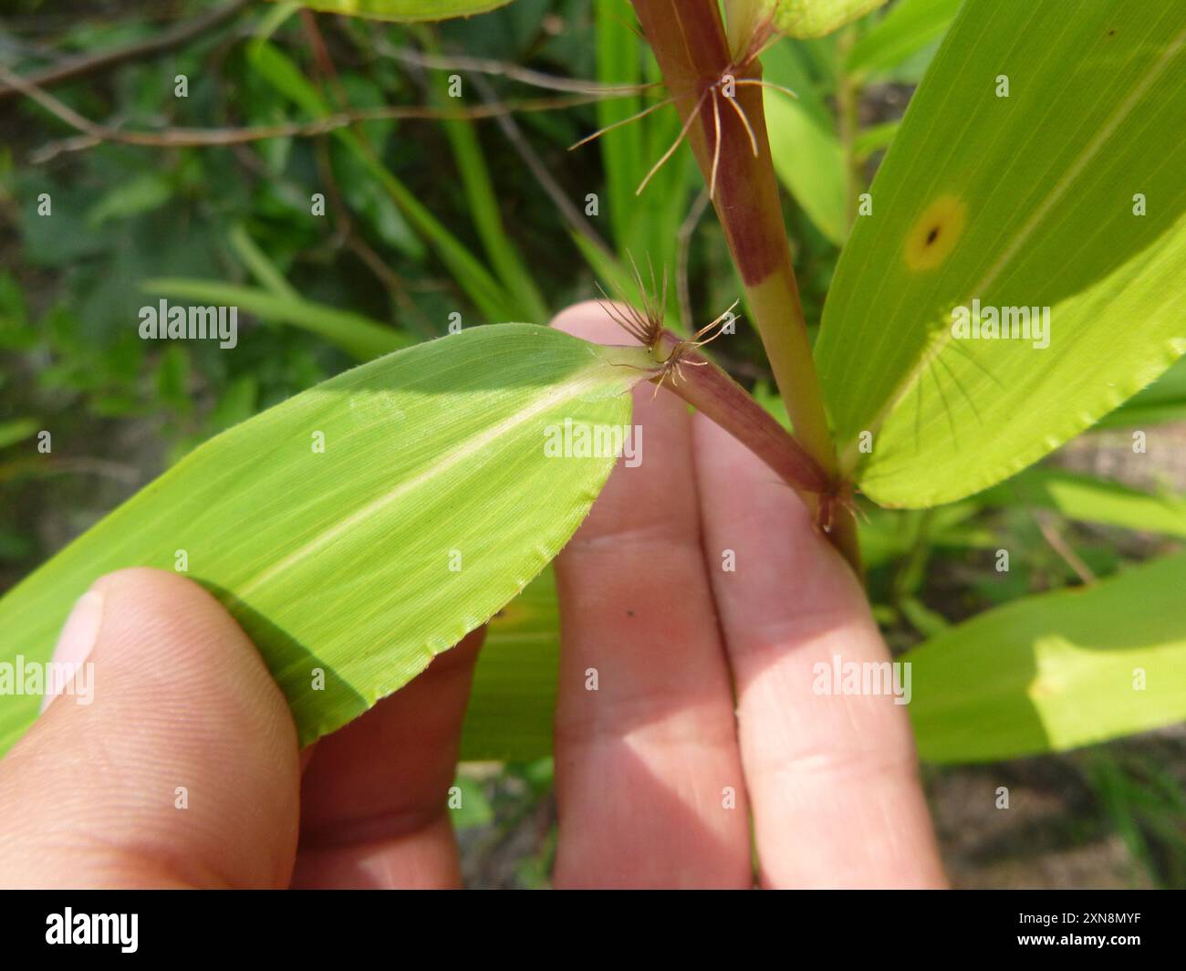 switch cane (Arundinaria tecta) Plantae Stock Photo - Alamy