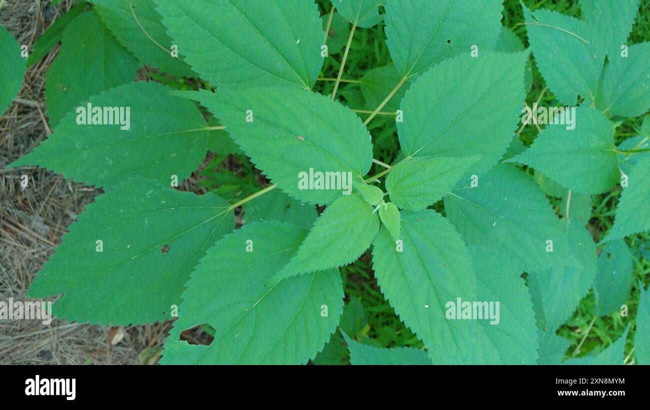 false nettle (Boehmeria cylindrica) Plantae Stock Photo - Alamy
