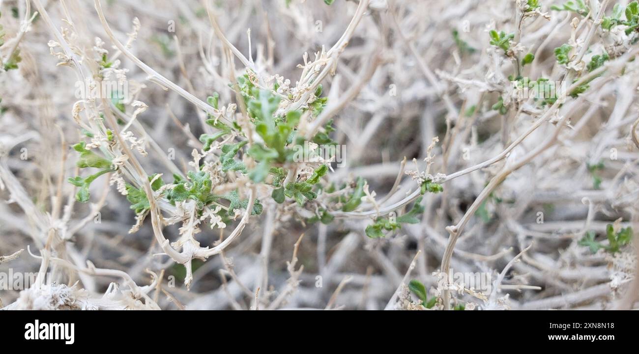 Burrobush (Ambrosia dumosa) Plantae Stock Photo - Alamy