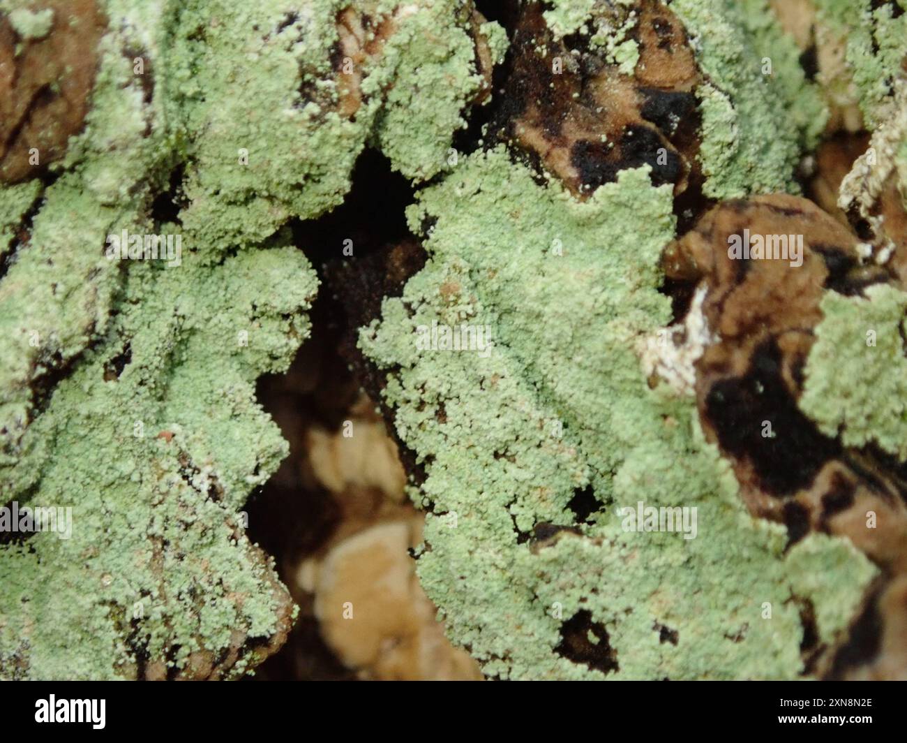 Fluffy dust lichen hi-res stock photography and images - Alamy