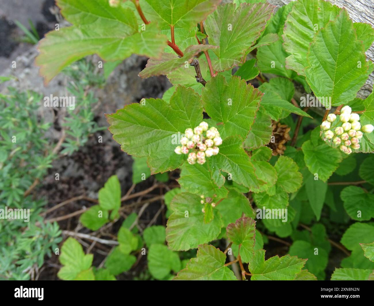 common ninebark (Physocarpus opulifolius) Plantae Stock Photo - Alamy