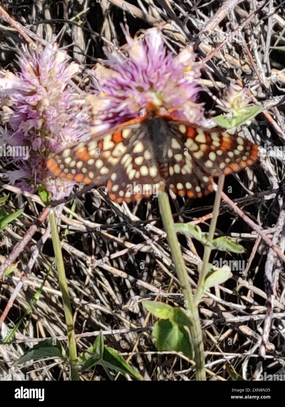 Variable Checkerspot (Euphydryas chalcedona) Insecta Stock Photo - Alamy