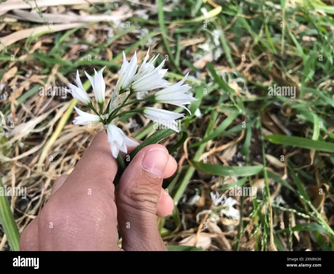 Three-cornered garlic (Allium triquetrum) Plantae Stock Photo - Alamy
