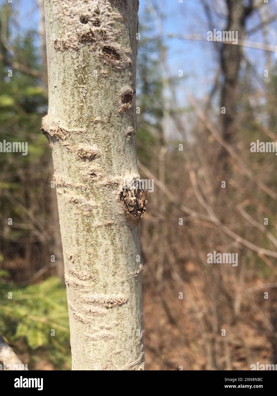 balsam poplar (Populus balsamifera) Plantae Stock Photo - Alamy