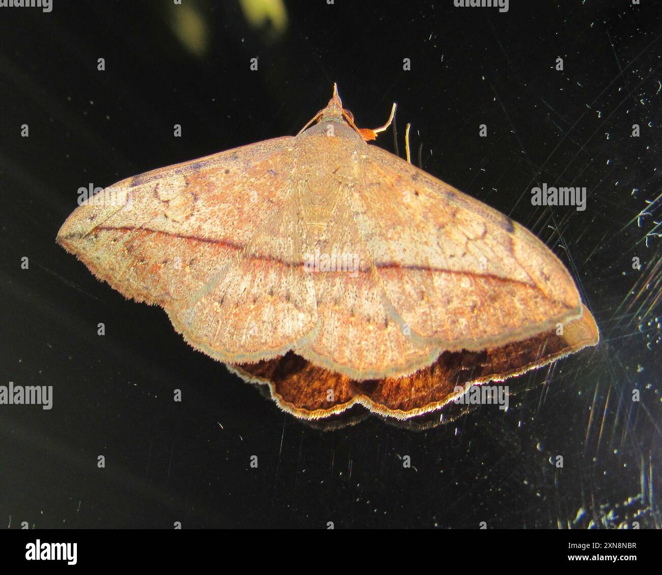 Velvetbean Caterpillar Moth (Anticarsia gemmatalis) Insecta Stock Photo ...