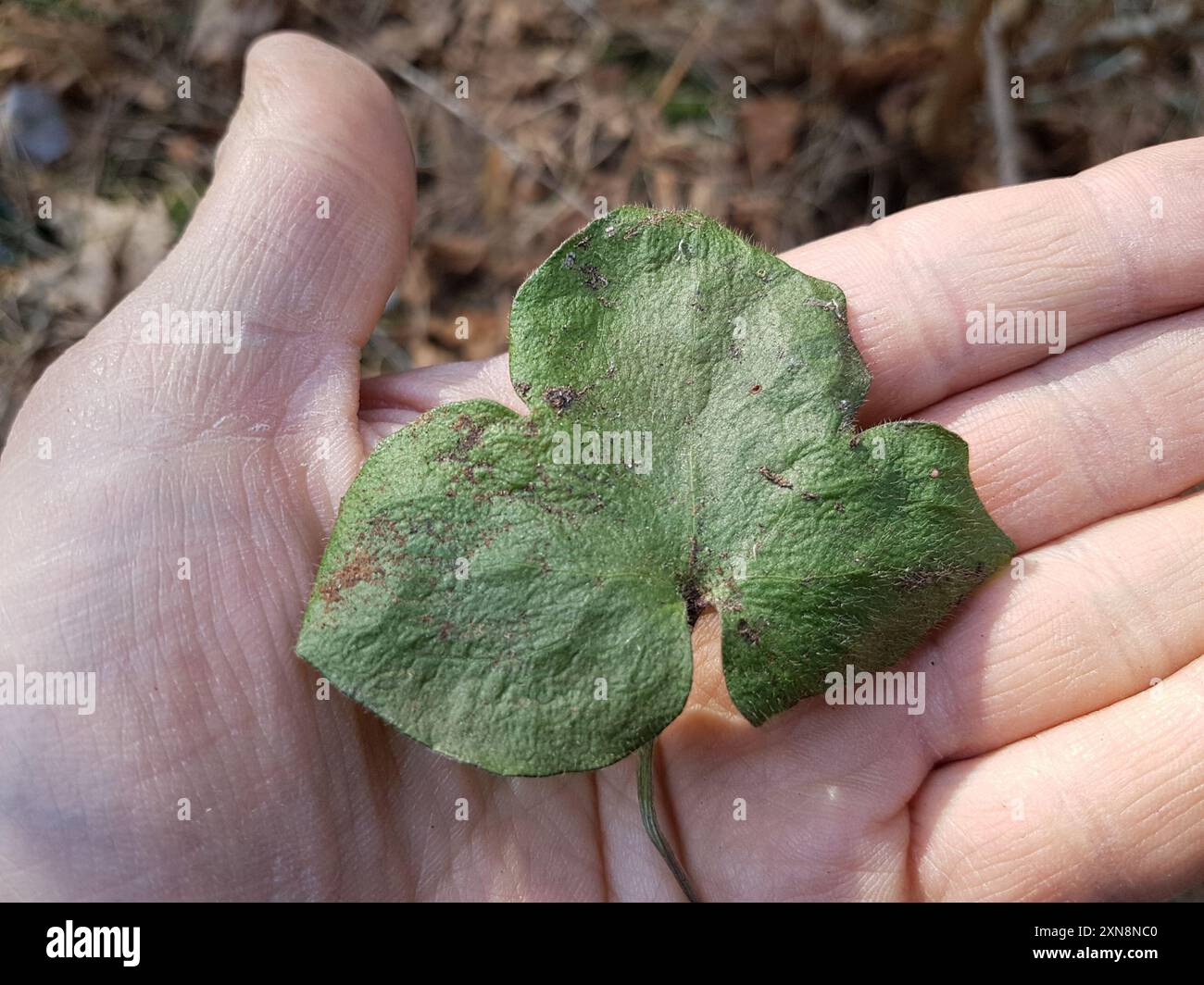 Liverleaf (Hepatica nobilis) Plantae Stock Photo - Alamy