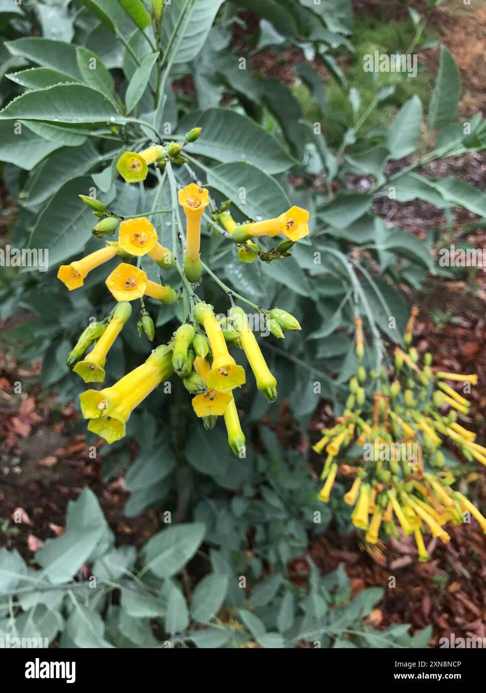 tree tobacco (Nicotiana glauca) Plantae Stock Photo - Alamy