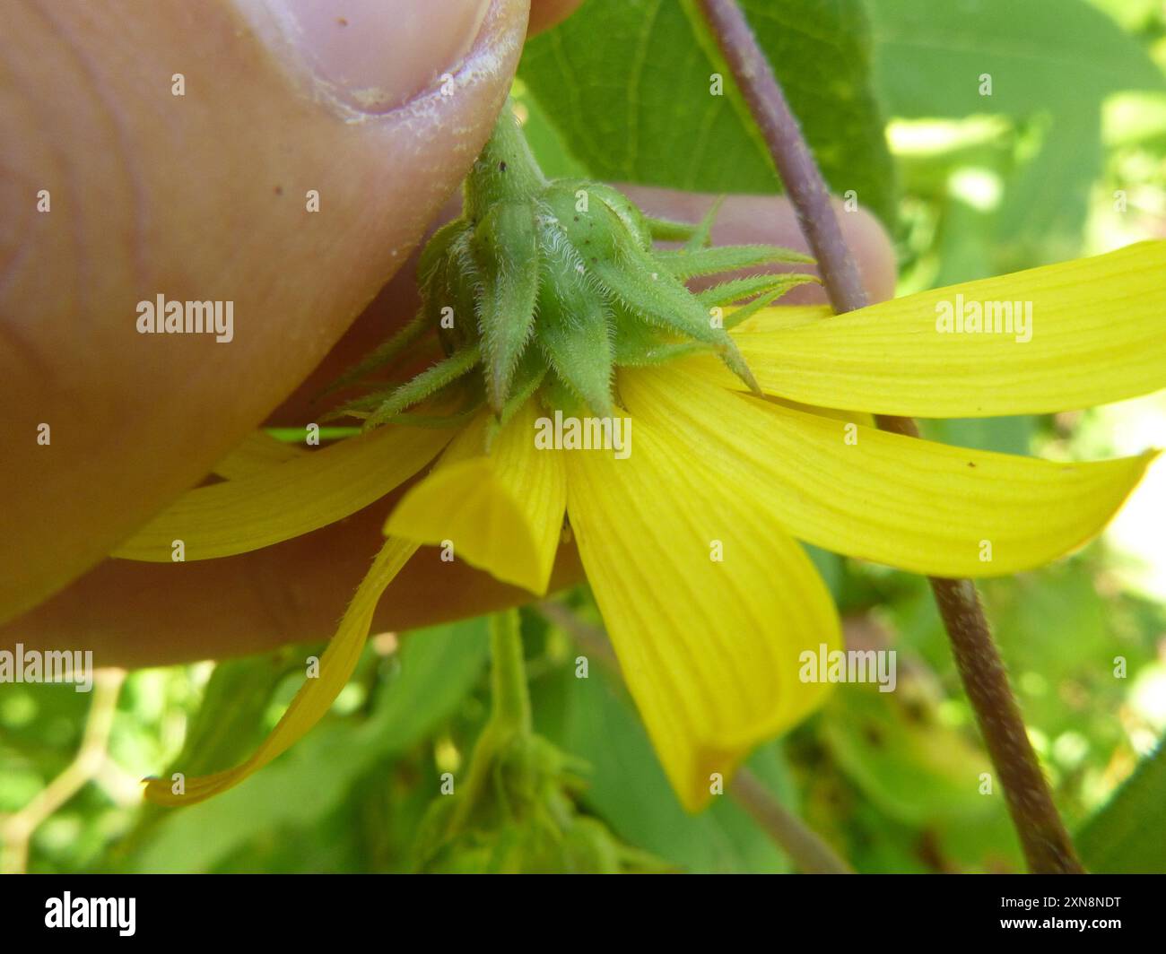 stiff-hair sunflower (Helianthus hirsutus) Plantae Stock Photo - Alamy