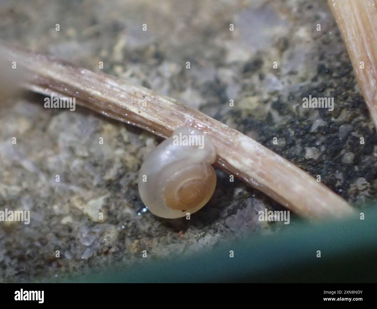 Grass-snails (Vallonia) Mollusca Stock Photo - Alamy