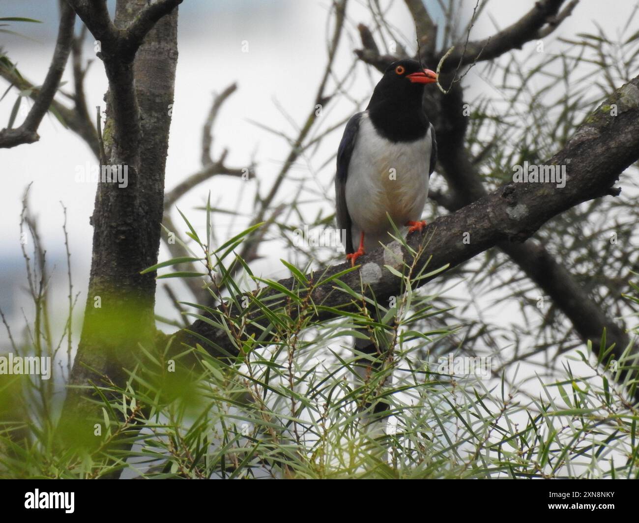 Red-billed Blue-Magpie (Urocissa erythroryncha) Aves Stock Photo - Alamy