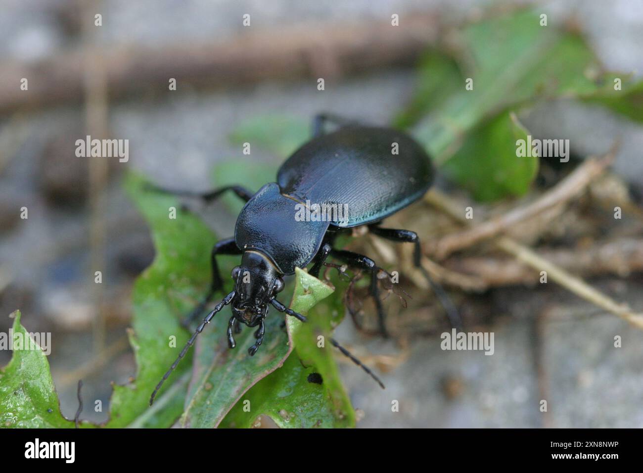 (Carabus convexus) Insecta Stock Photo - Alamy