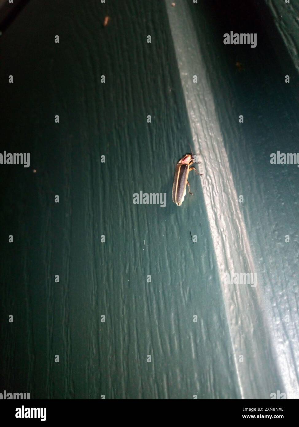 Common Eastern Firefly (Photinus pyralis) Insecta Stock Photo - Alamy