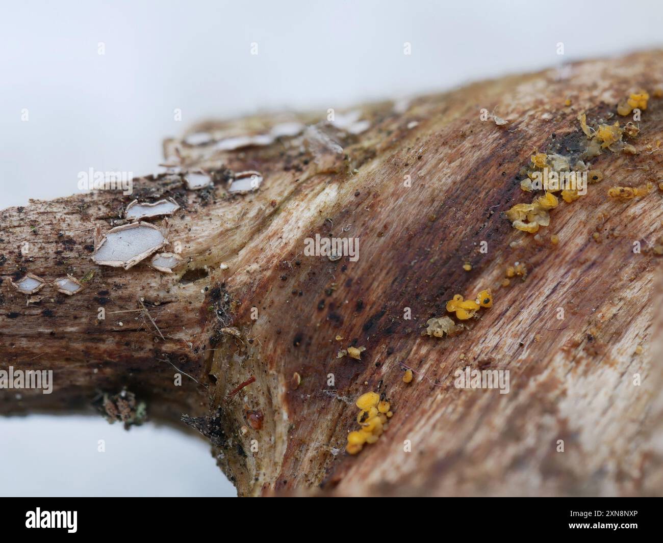 (Propolis farinosa) Fungi Stock Photo - Alamy