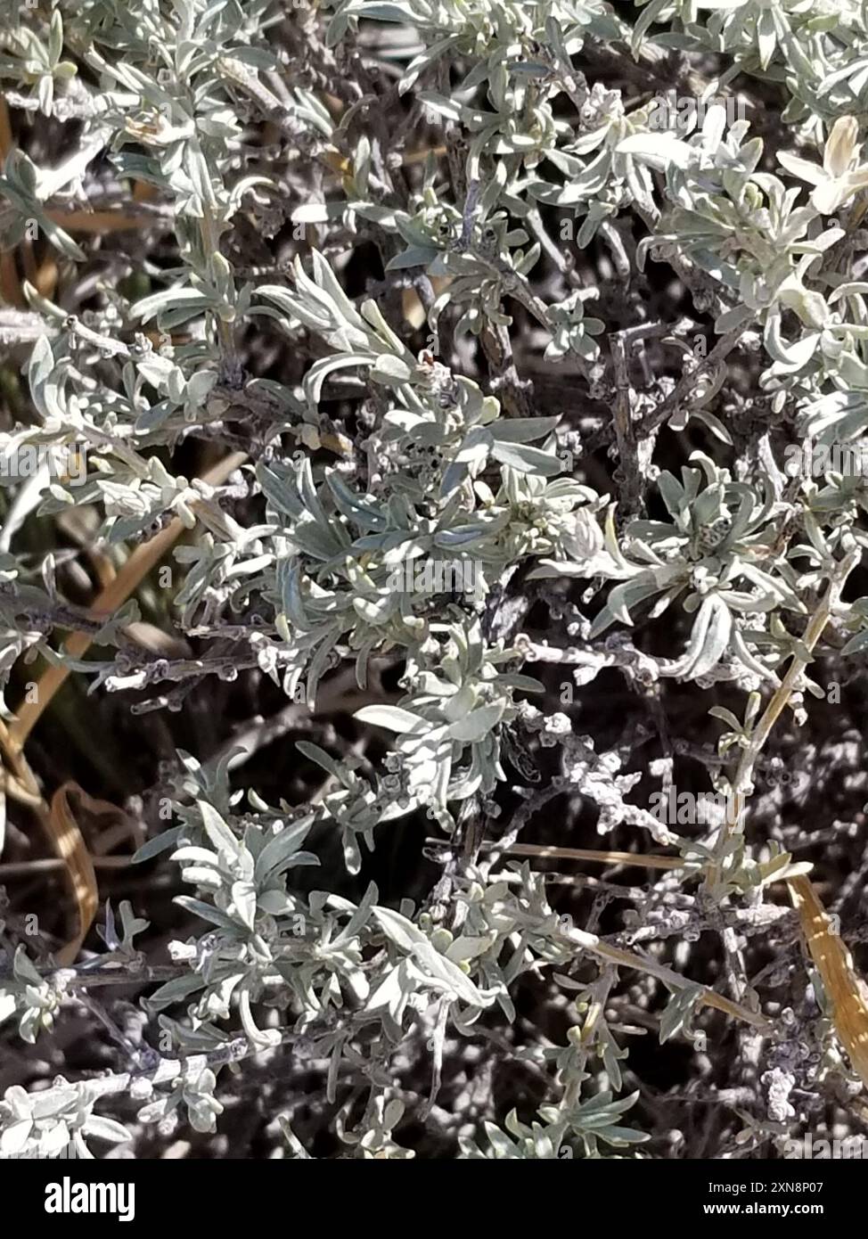 Silver Wormwood (Artemisia ludoviciana) Plantae Stock Photo - Alamy