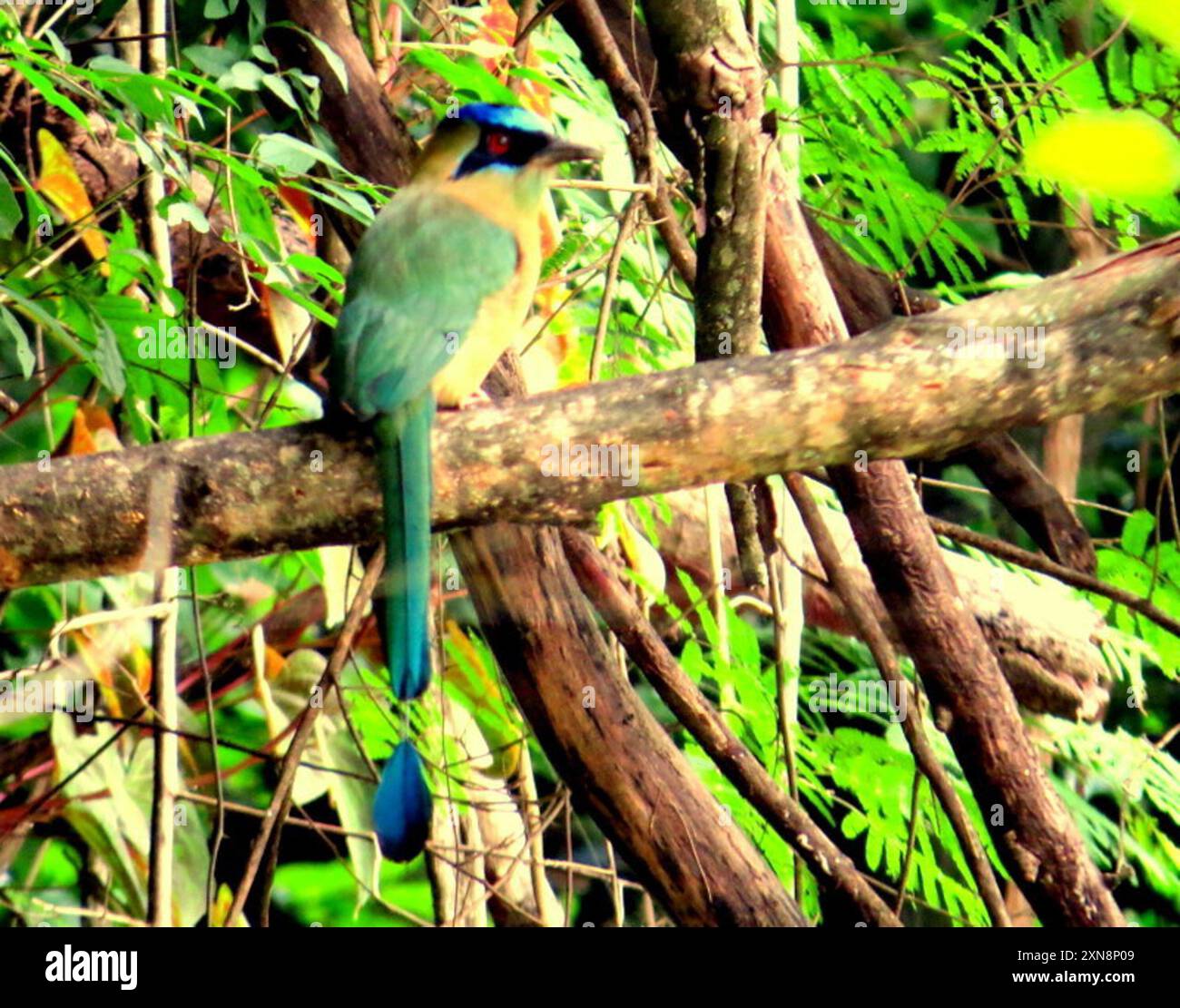 Amazonian Motmot (Momotus momota) Aves Stock Photo - Alamy
