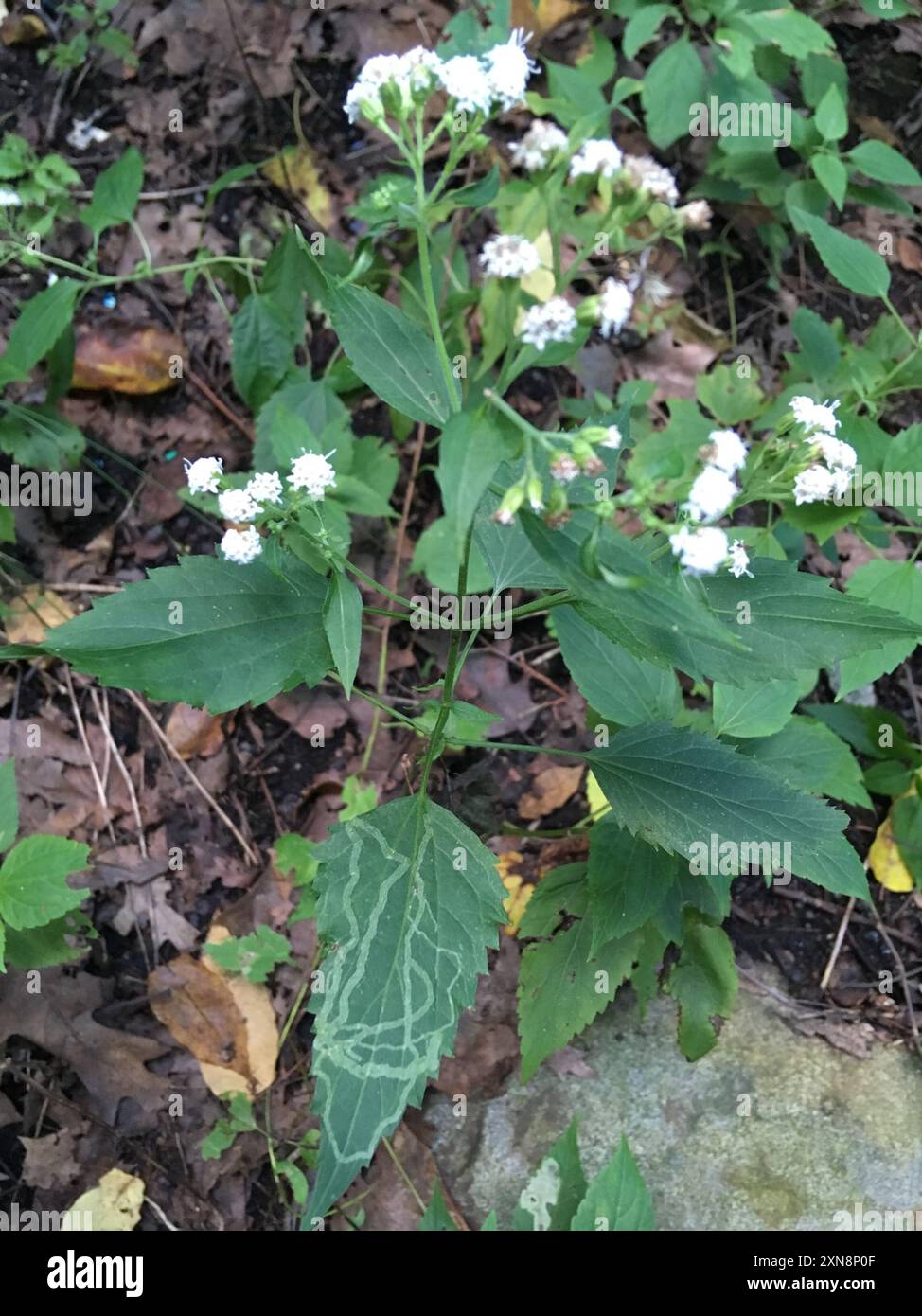 white snakeroot (Ageratina altissima) Plantae Stock Photo - Alamy