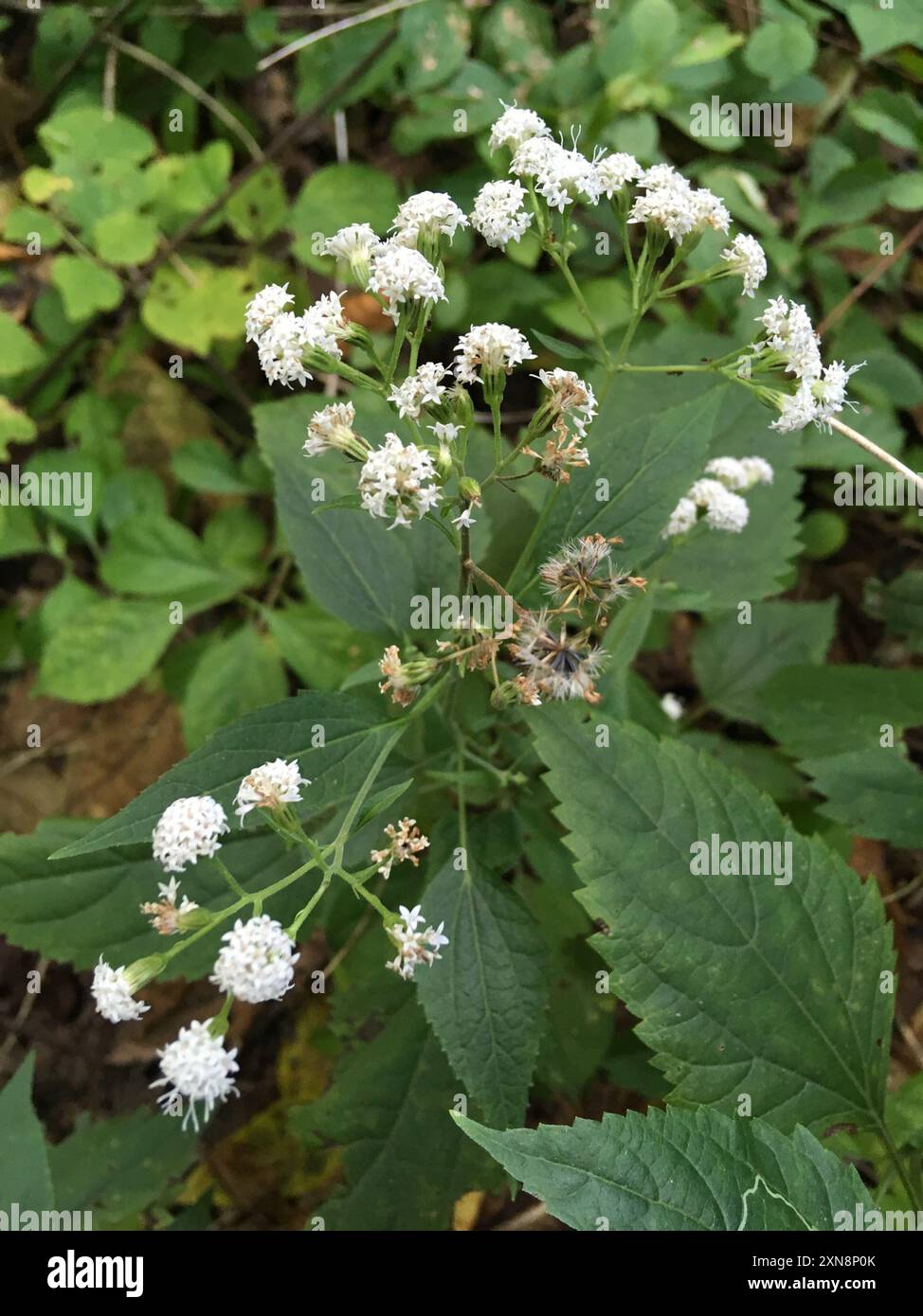 white snakeroot (Ageratina altissima) Plantae Stock Photo - Alamy