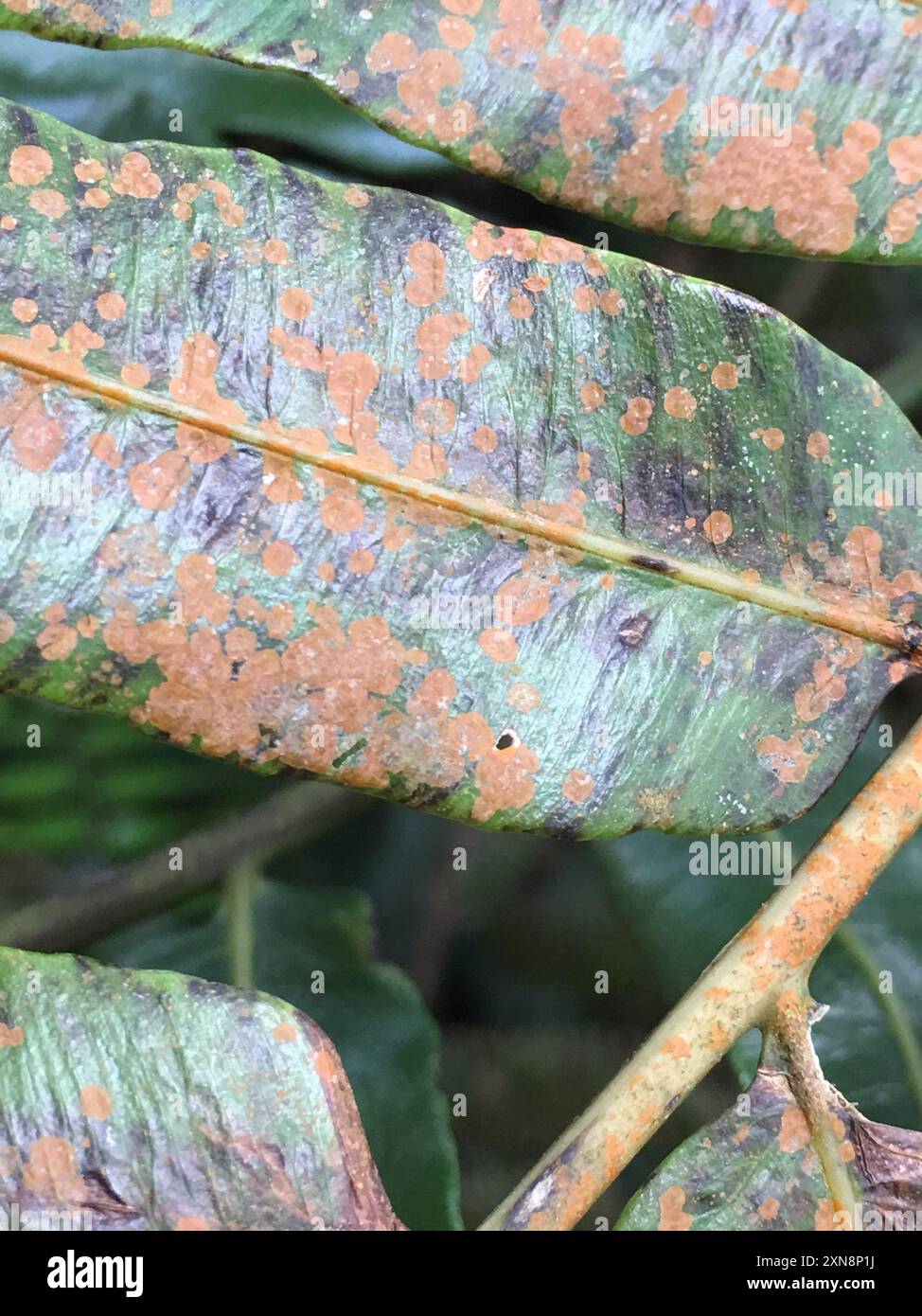 rust fungi (Pucciniales) Fungi Stock Photo - Alamy