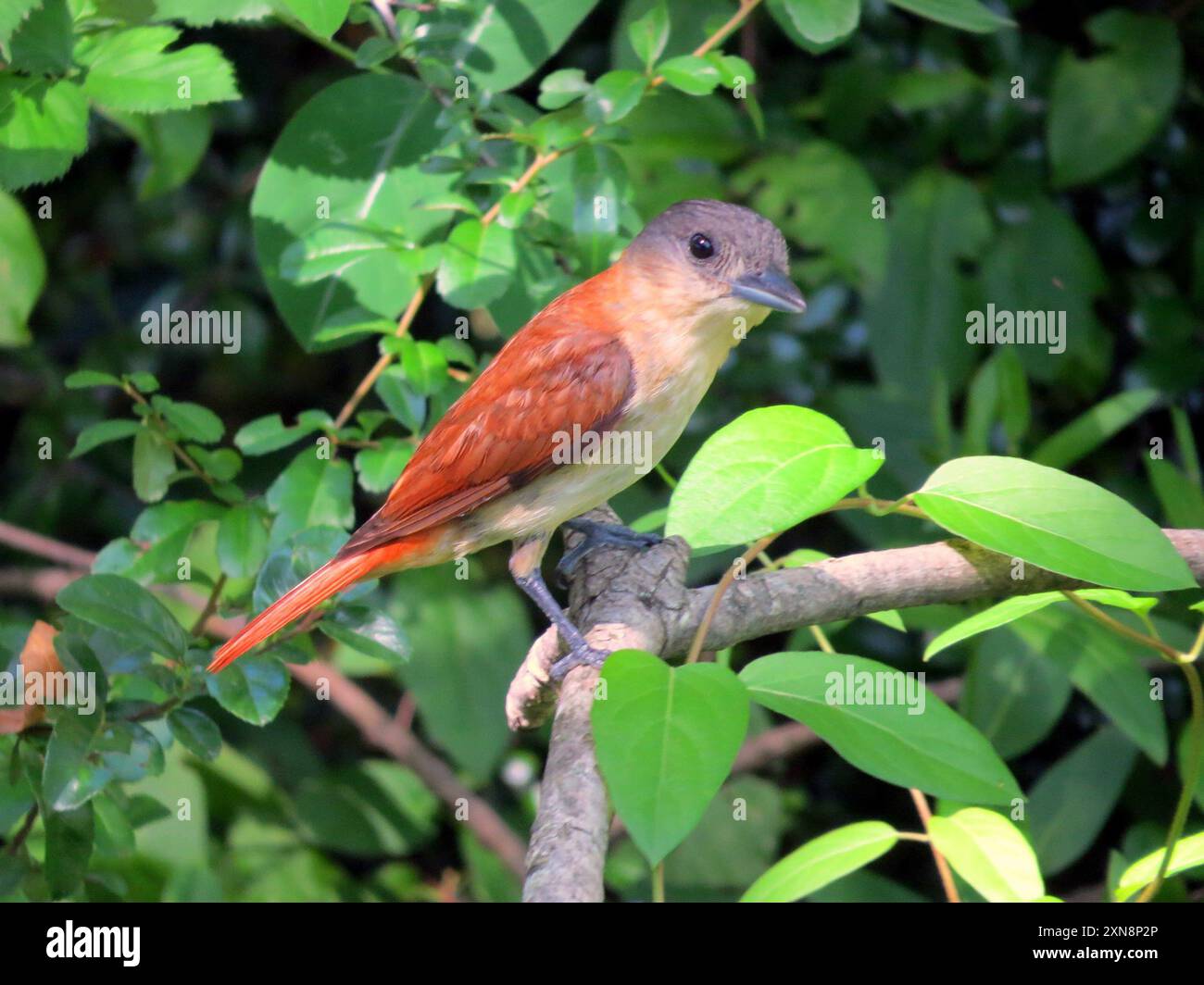 Crested Becard (Pachyramphus validus) Aves Stock Photo - Alamy