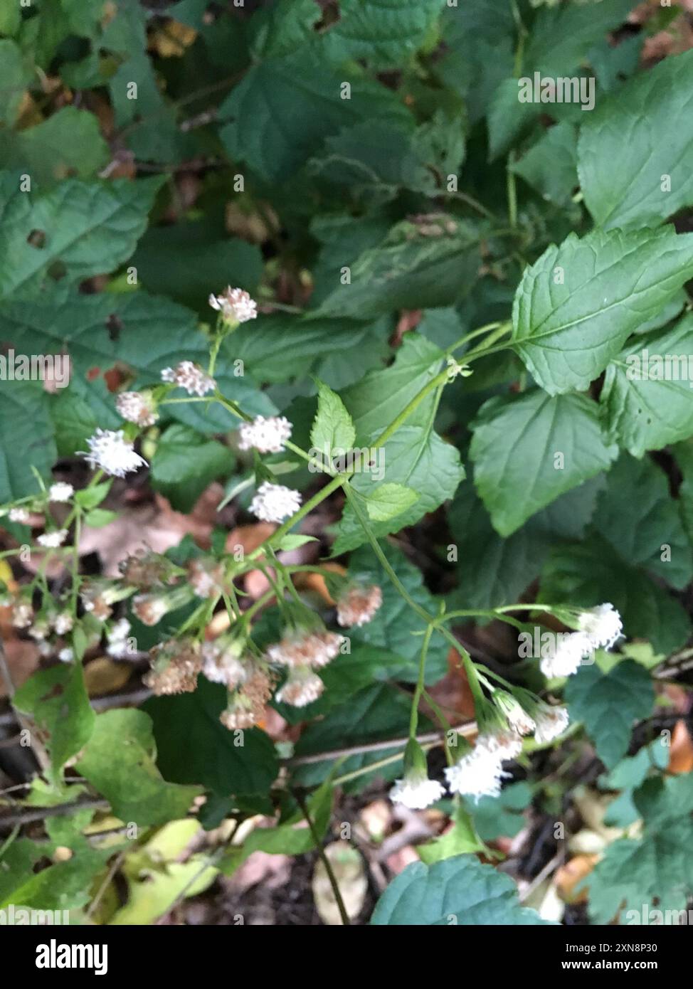 white snakeroot (Ageratina altissima) Plantae Stock Photo - Alamy