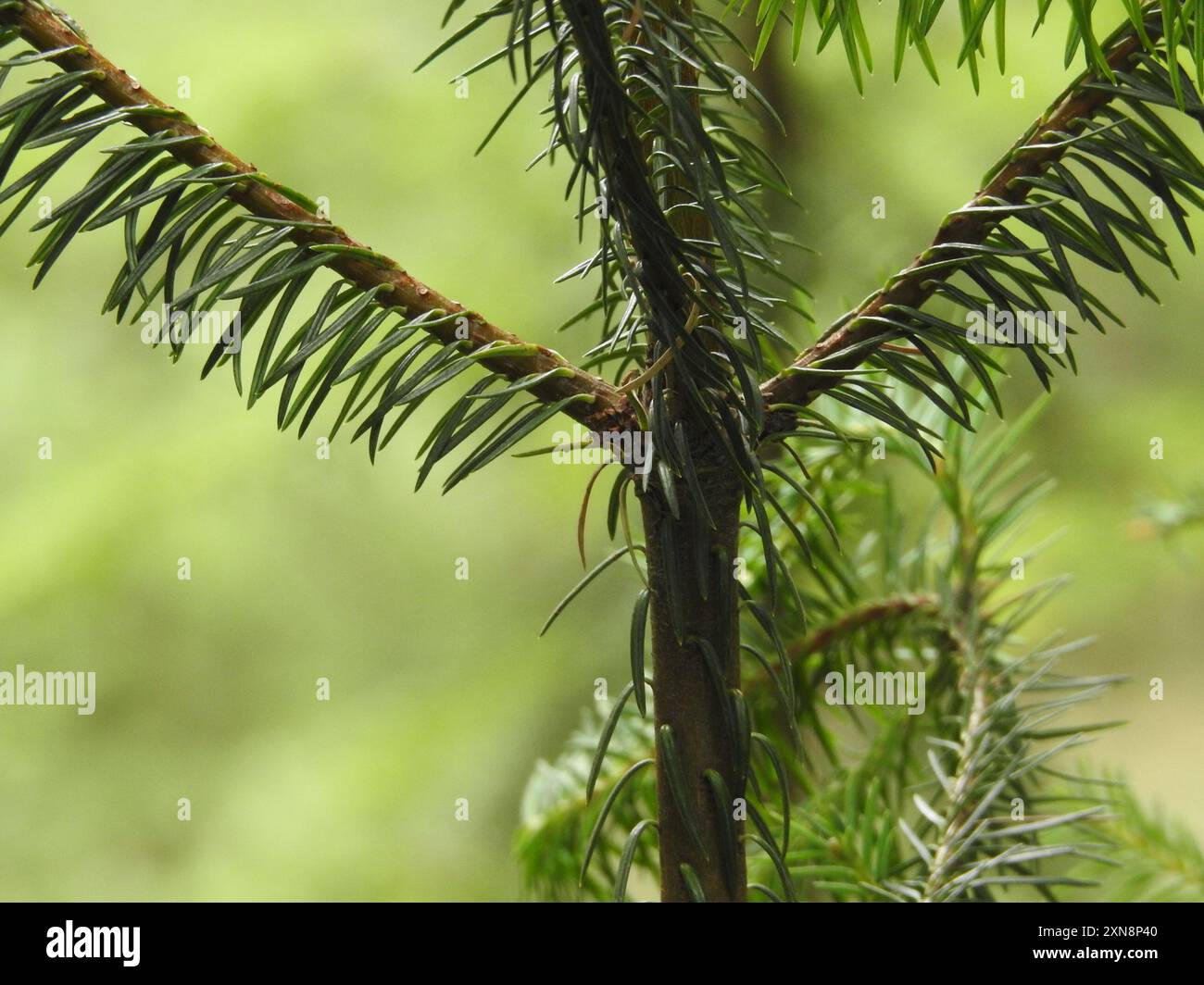 sacred fir (Abies religiosa) Plantae Stock Photo - Alamy